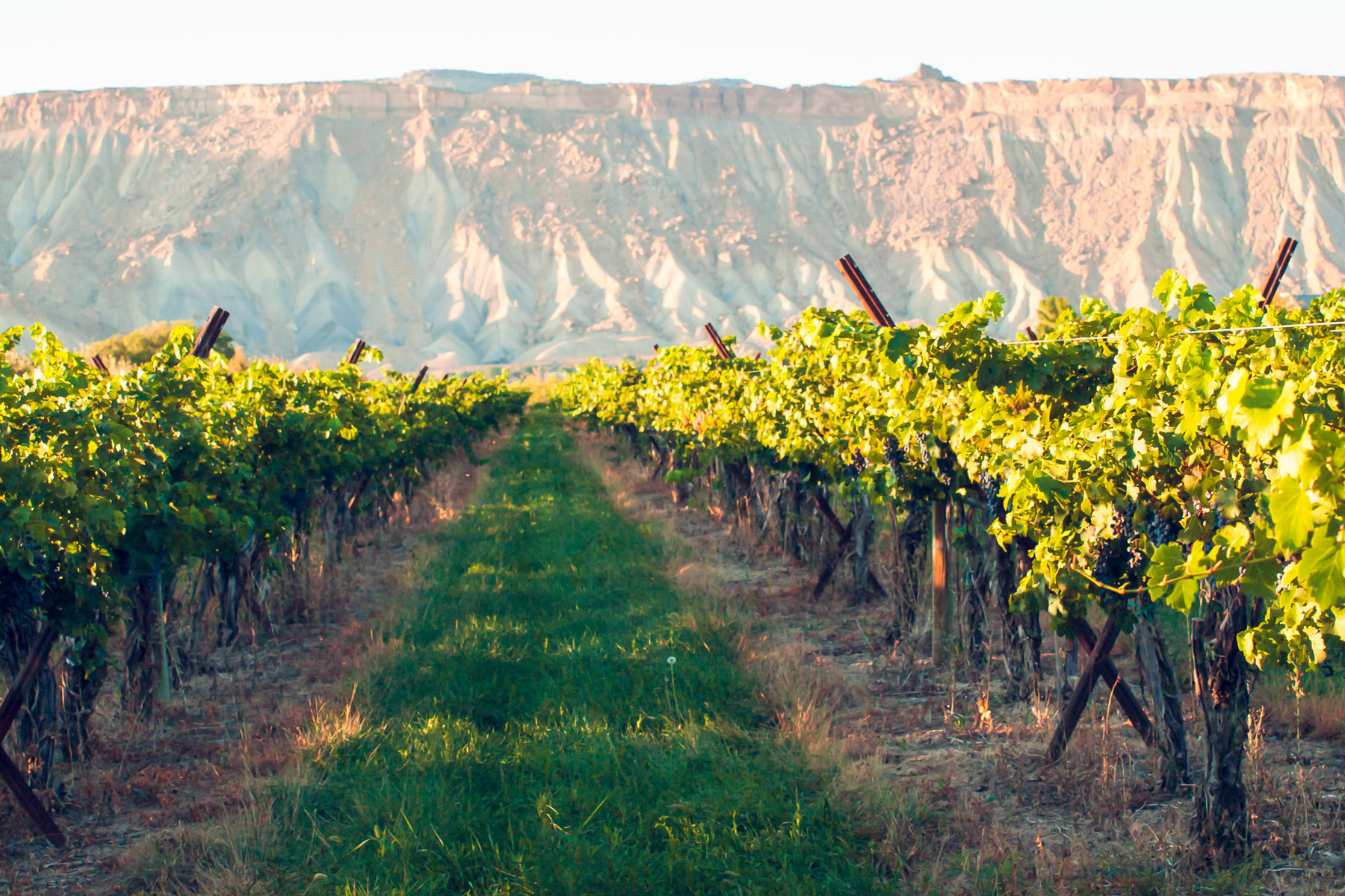 Colorado Wineries & Wine Tastings | Insider Families